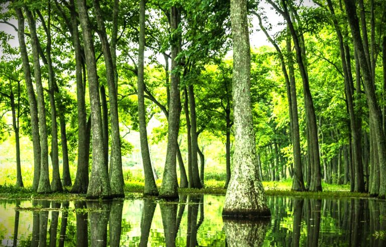 Water-Loving Trees: The Best Trees for Wet Soil