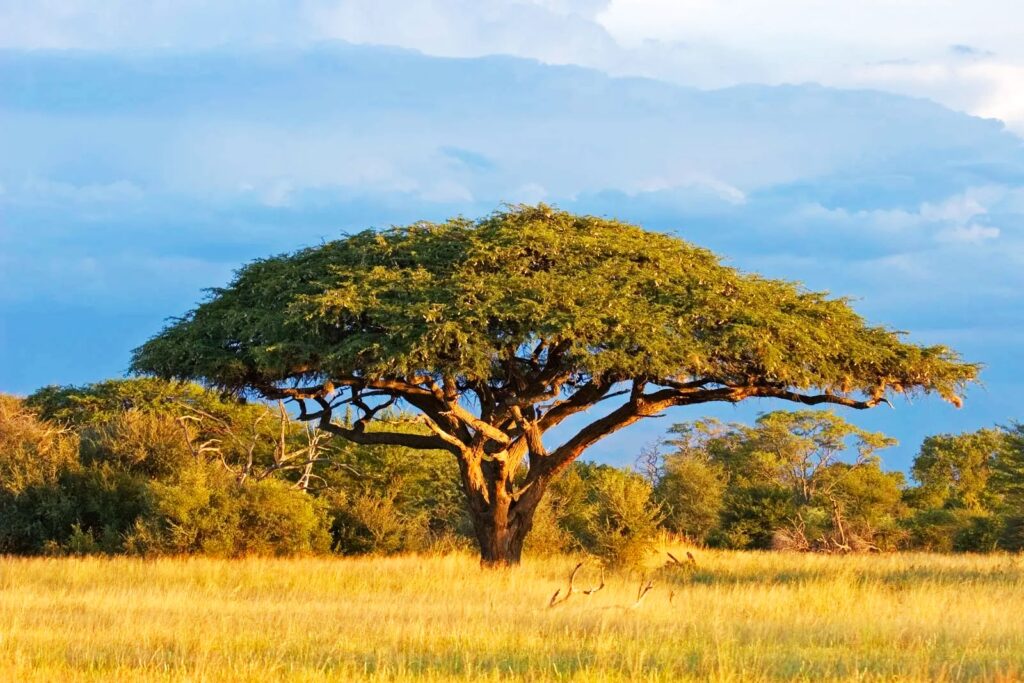 Acacia Cutting Propagation: How to Properly Proper Acacia Cutting and ...