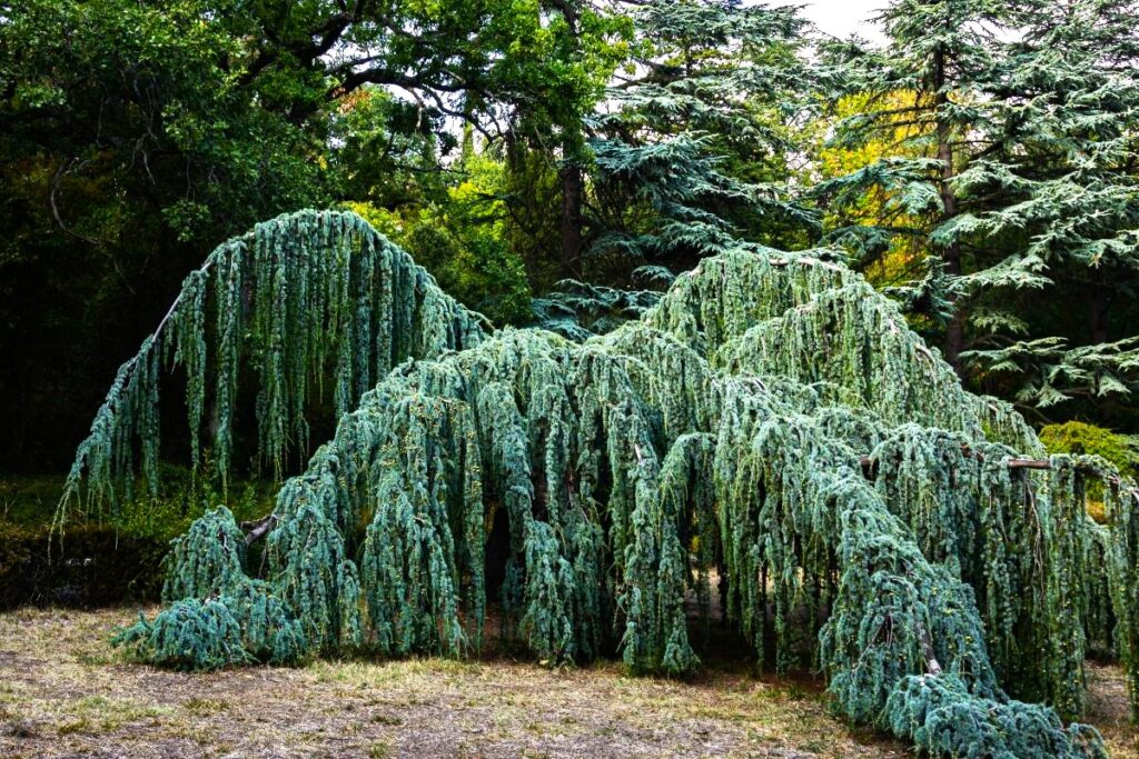 Atlas Cedar Care: A Guide to Cultivating Cedrus Atlantica