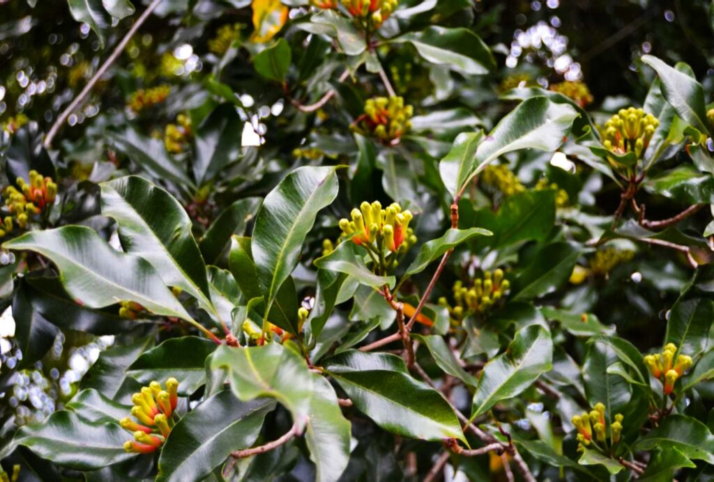 Clove Tree Sumatra: What is Clove Sumatra Disease?