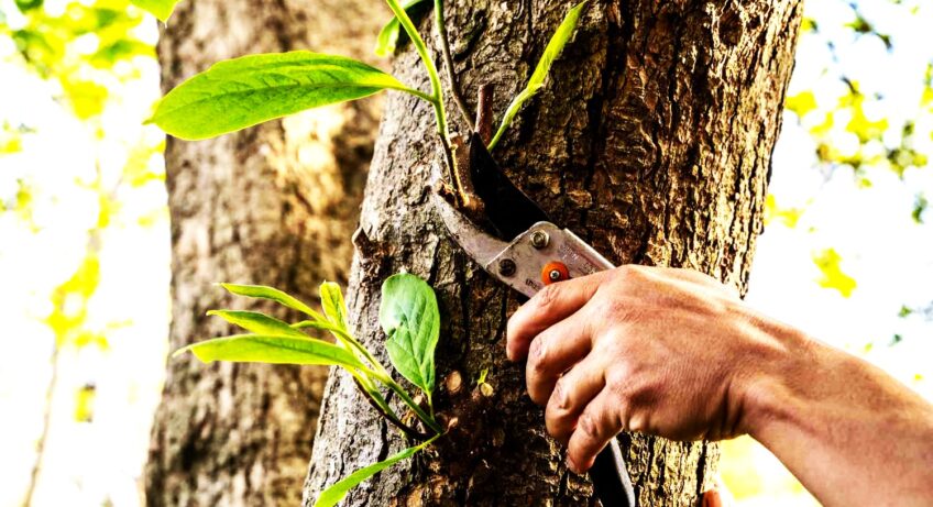 How to Cut a Magnolia Tree