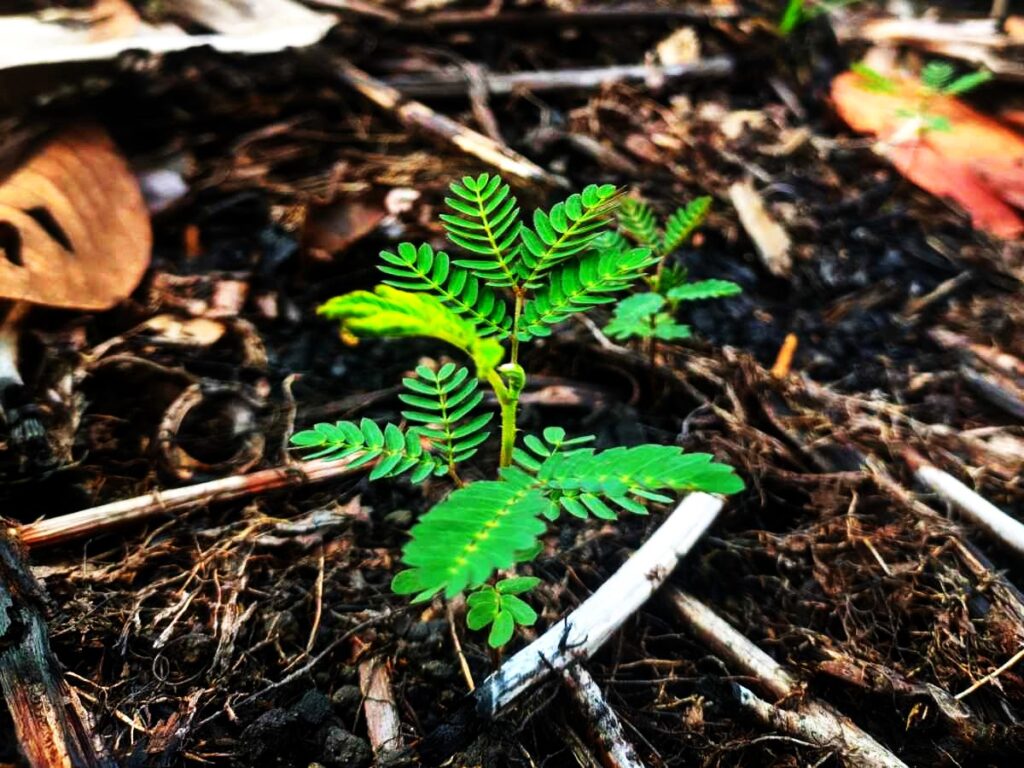 Learn How to Propagate Acacia Trees and How to Grow New Acacia Trees