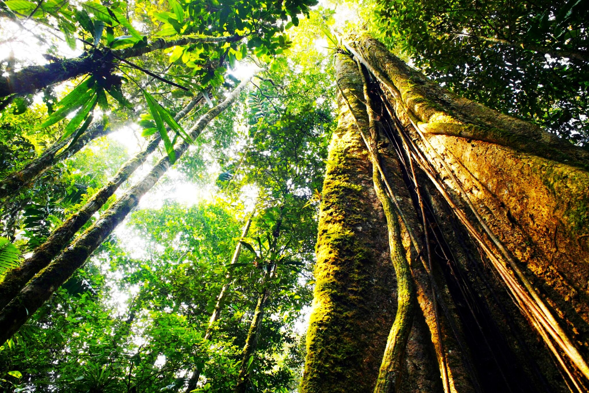 Inosculation and Trees Growing Together: Do tree roots fuse together ...