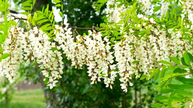 Native Black Goat Tree: Is the Black Goat Tree Invasive?