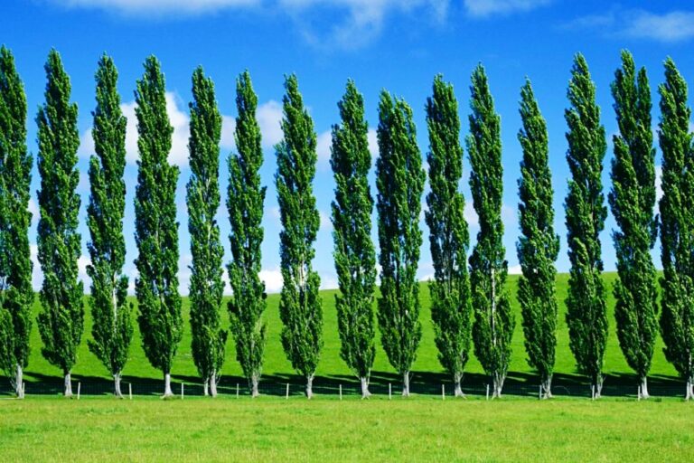 Poplar Tree Cankers: Learn About Poplar Tree Cankers and Find Solutions
