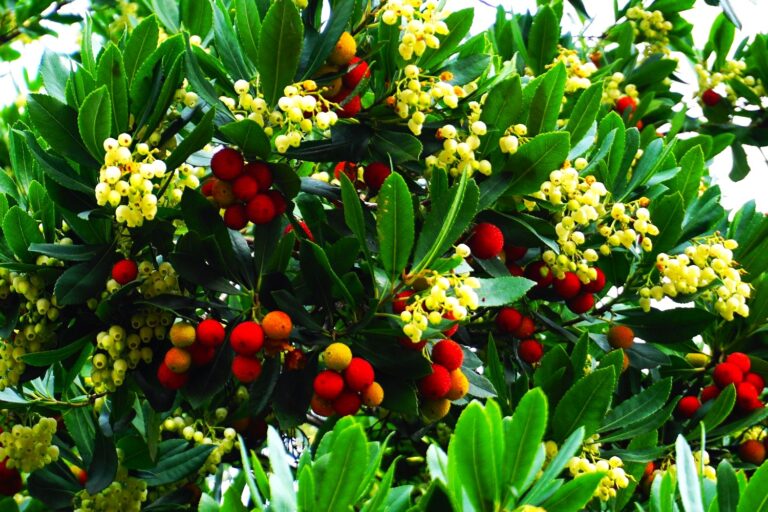 Inosculation and Trees Growing Together: Do tree roots fuse together ...