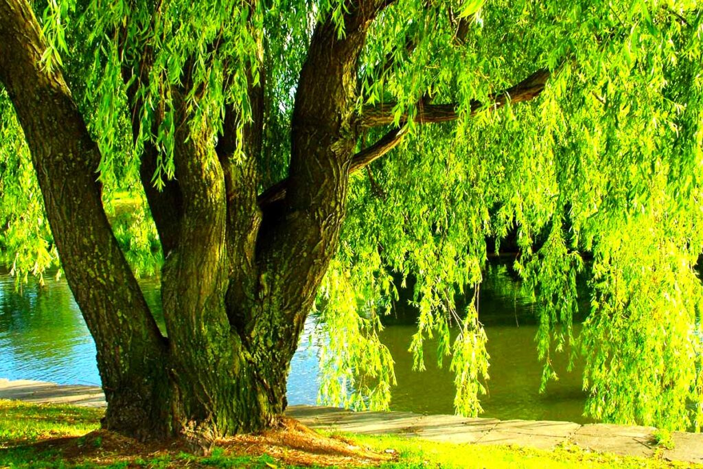 Weeping Willow Pruning Tip: Should I Cut Down a Weeping Willow Tree?