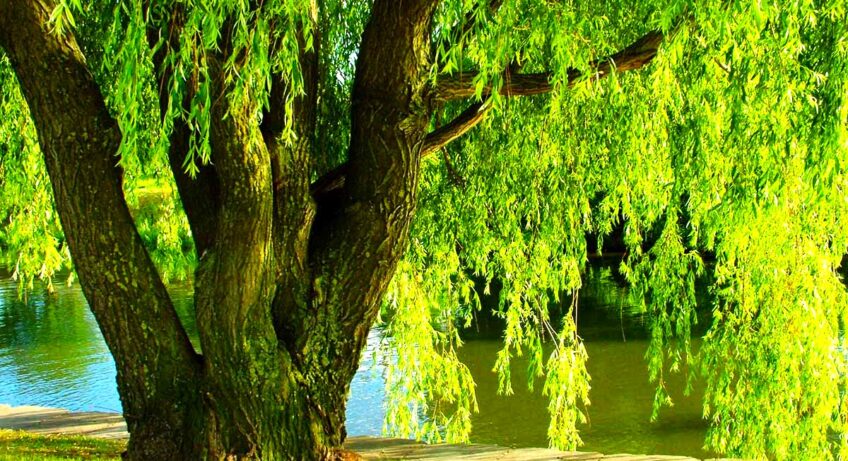 Weeping Willow Pruning Tip: Should I Cut Down a Weeping Willow Tree?
