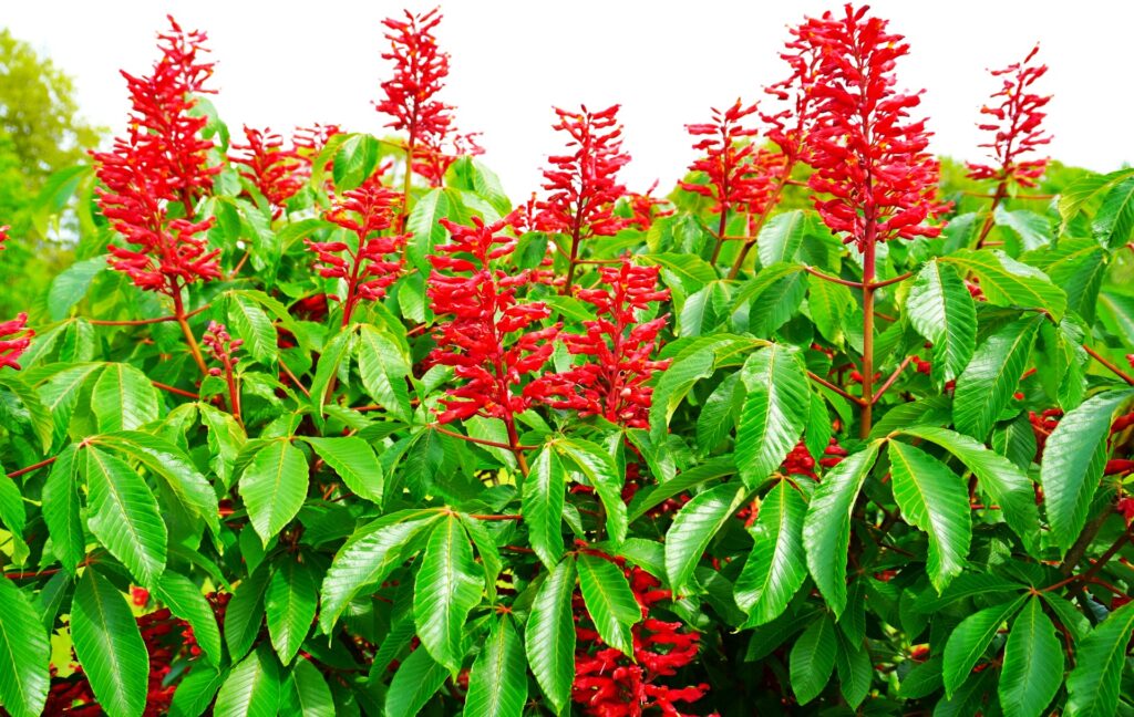 What Are Red Buckeye Tree Growth and Red Buckeye Tree Planting Tips