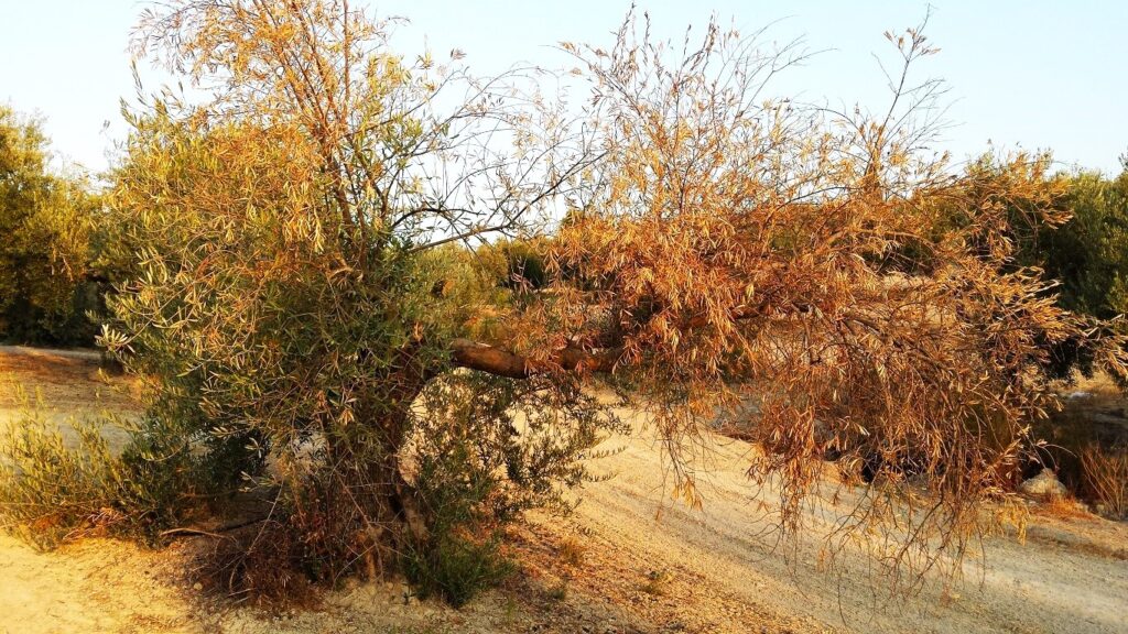 What is Smoke Tree Verticillium Wilt: How to Manage Smoke Trees with ...