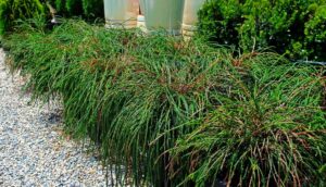Whipcord Cedar: How to Care for Whipcord Western Red Cedar