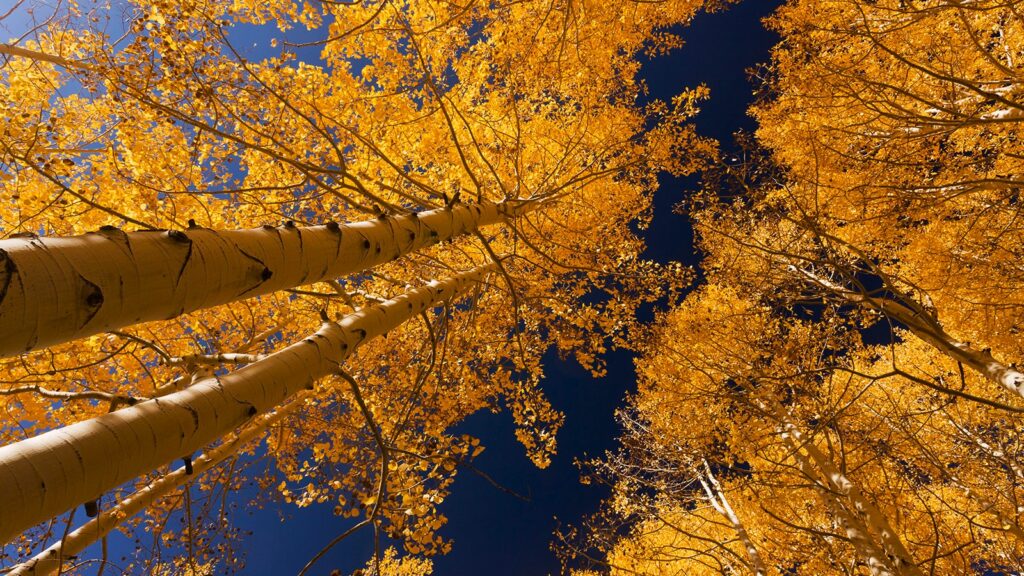 Aspen Tree Information: Aspen Tree Care