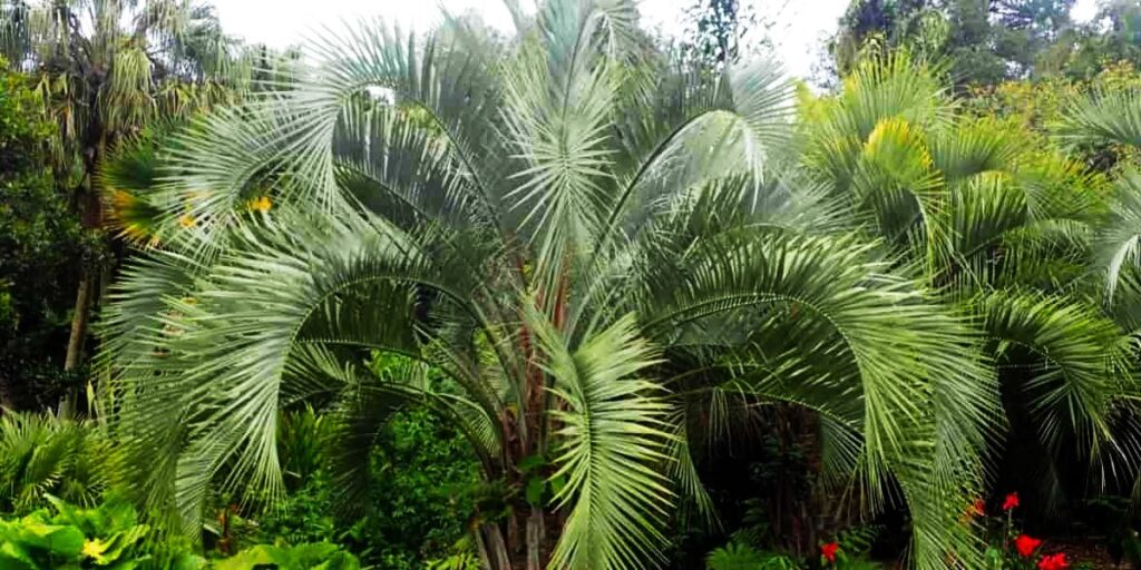 Cutting Back a Pindo Palm: When Should Pindo Palms Be Pruned and How ...