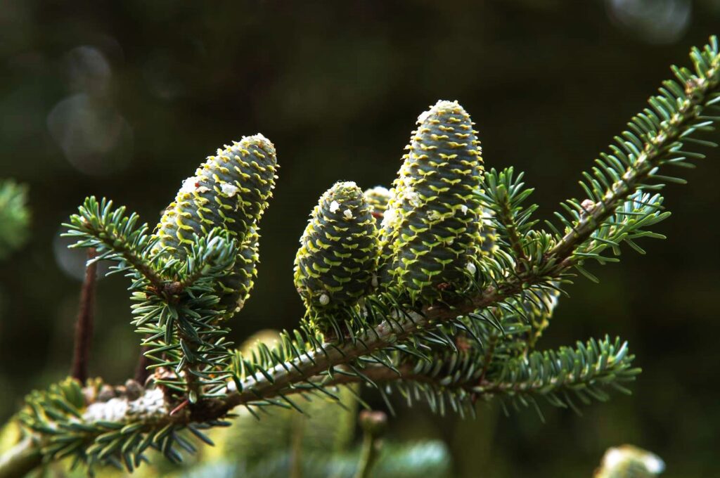Korean Fir Tree: How to Grow Silver Korean Fir Trees