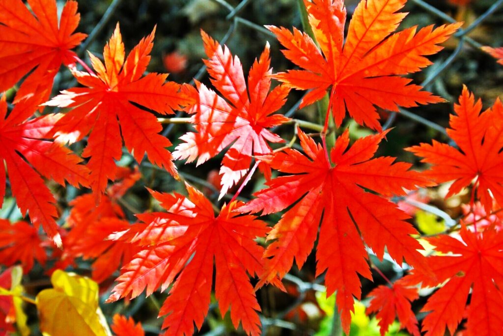 Korean Maple: What is Korean Maple and How to Grow Korean Maple