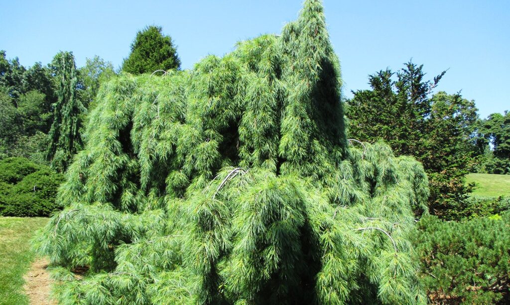 Pendula Information and Pendula Care: Tips on How to Grow a Weeping ...