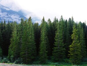 Scale Evergreen Tree: What Are the Types of Scale Evergreen Trees