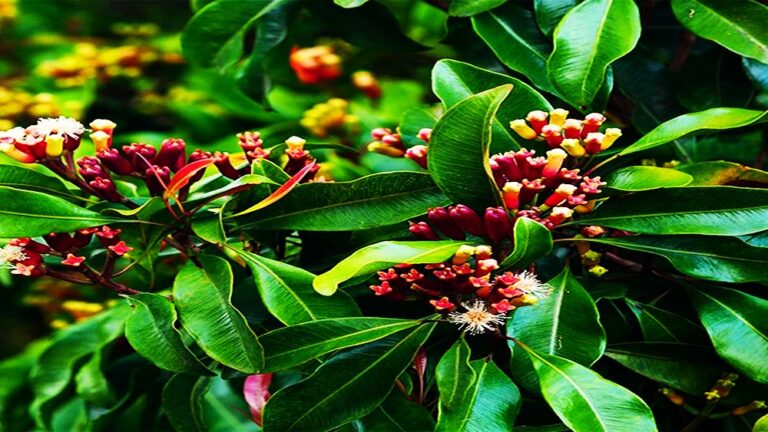 Uses of Clove Tree: Clove Tree Information and Growing Tips