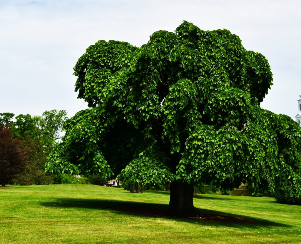 What Is A Camperdown Elm Tree: Camperdown Elm History