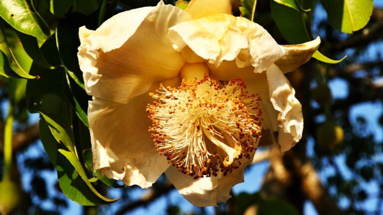 Blooming African Baobab Trees And What Are The Facts About Baobab ...