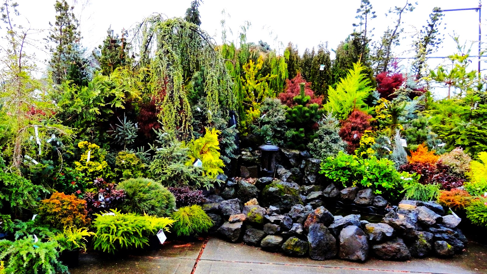 Conifer Design Ideas And Using Conifers In The Garden: What Do You Mix ...