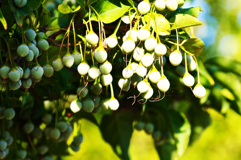 Japanese Snowbell Growing: How do you take care of a Japanese snowbell ...