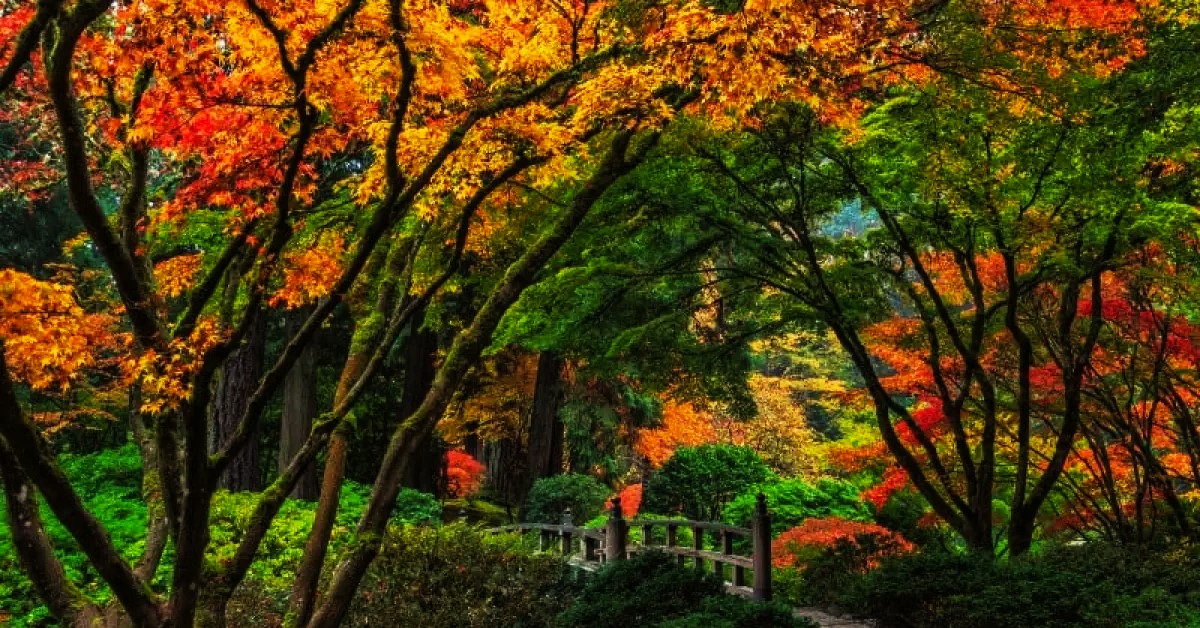 Red Fall Leaves and Learn About Trees With Red Foliage In Fall: How do ...