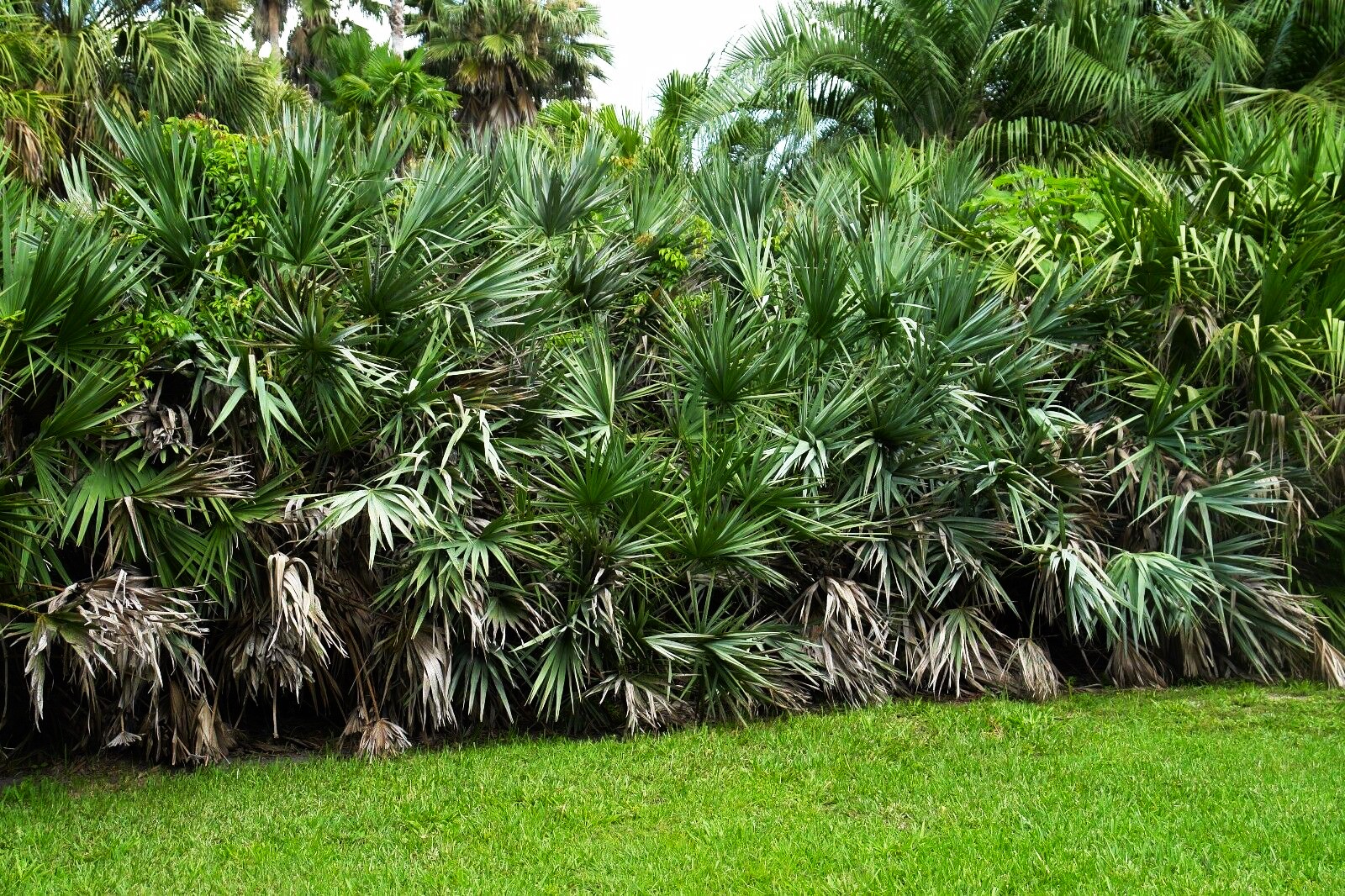 Saw Palmetto Plant Care: How To Grow Silver Saw Palmetto Plants And ...