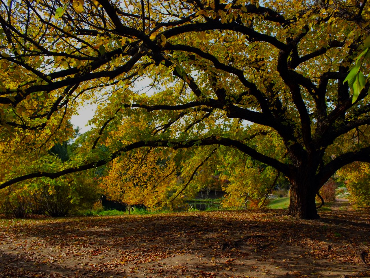 Japanese Elm Tree Care, What İs The Root System Of The Japanese Elm ...