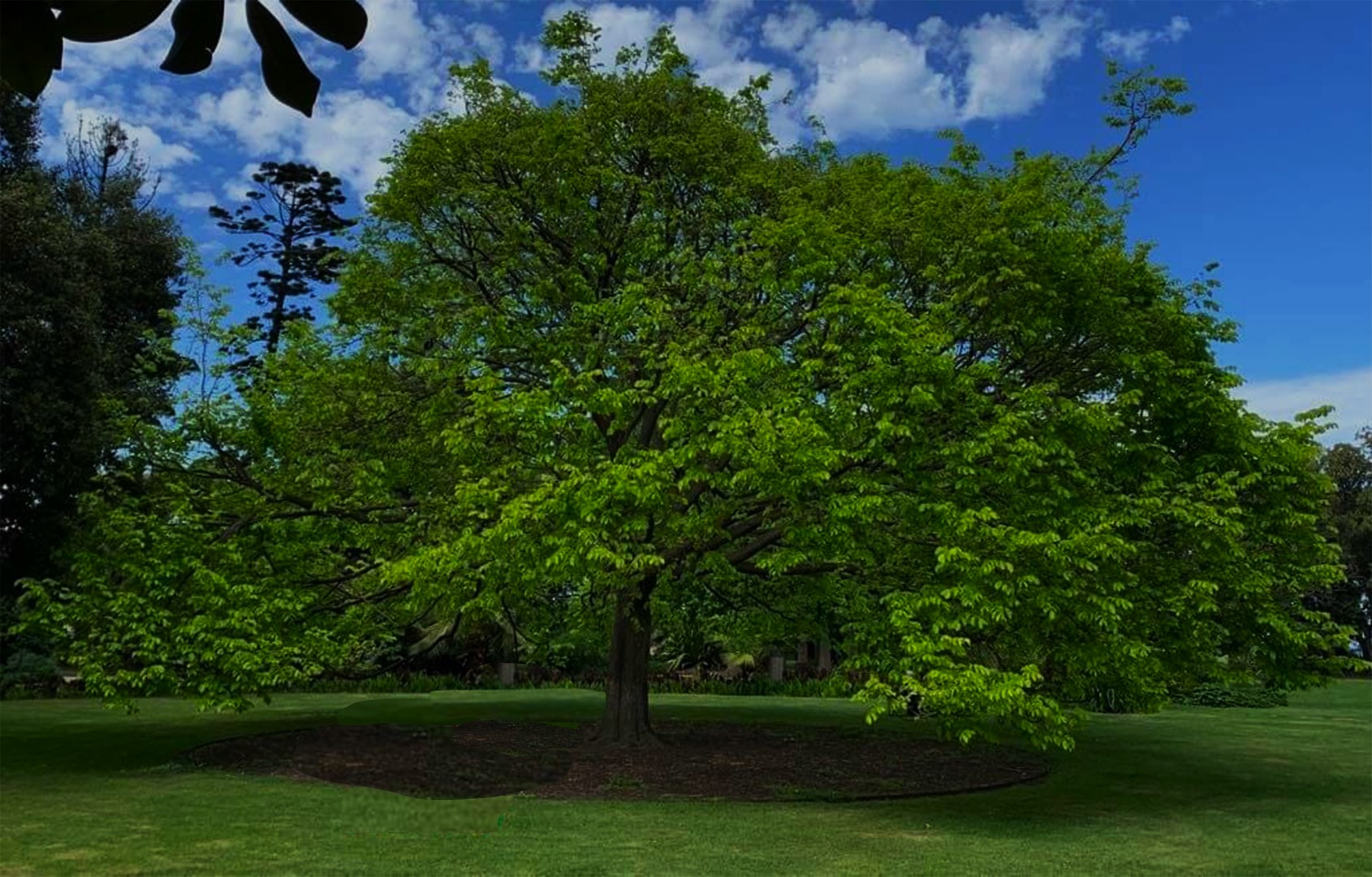 Japanese Elm Tree Care, What İs The Root System Of The Japanese Elm ...