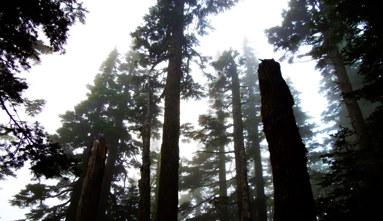 Snag Trees Why Are They Good For Wildlife?