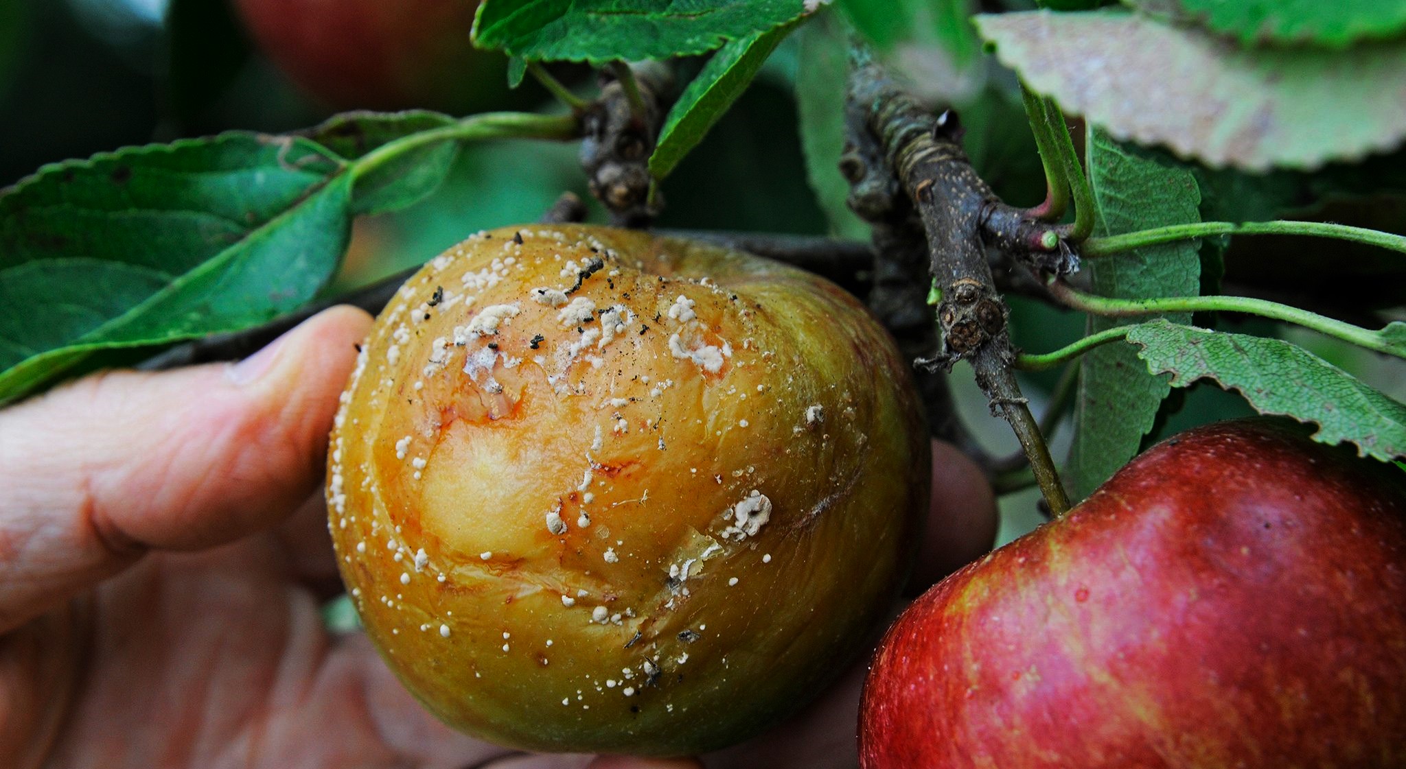 Apple Tree Cotton Root Rot Prevention