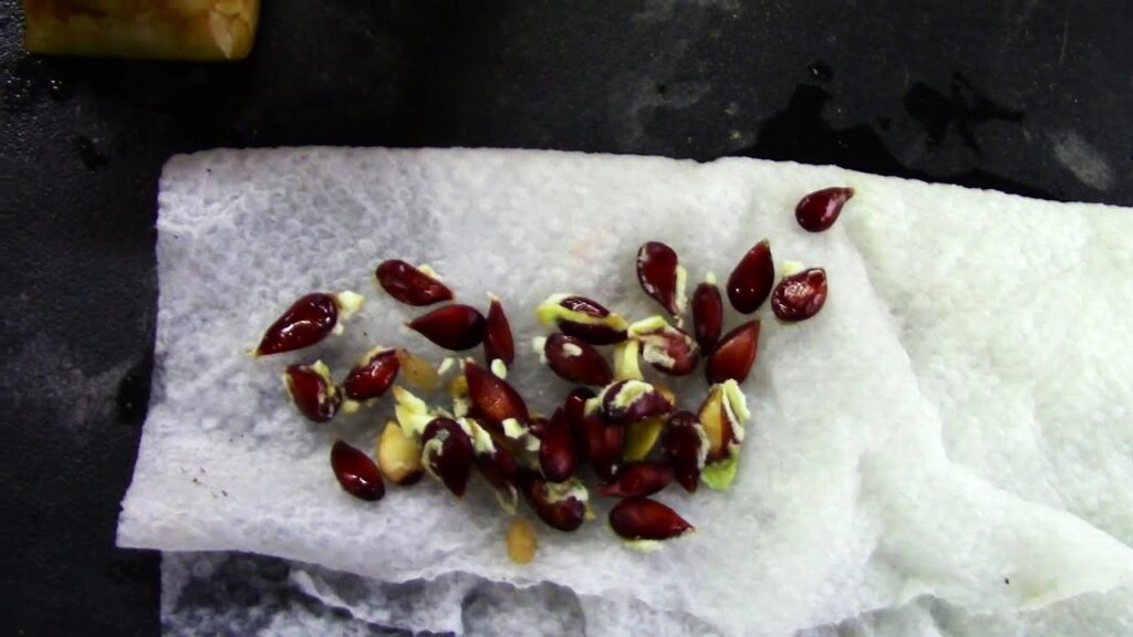 How To Plant Apple Seeds That Can Flourish