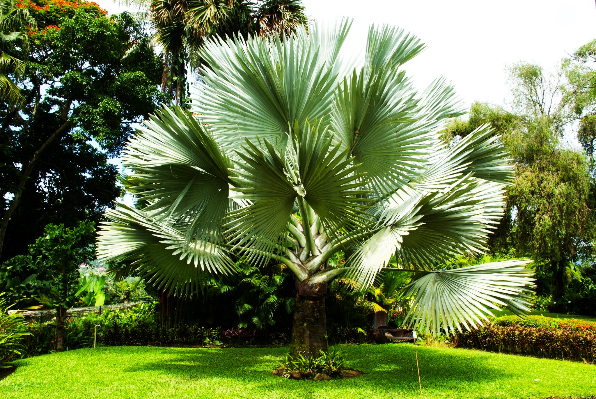 How to Grow Small Palm Trees for Even the Smallest of Yards and Gardens?