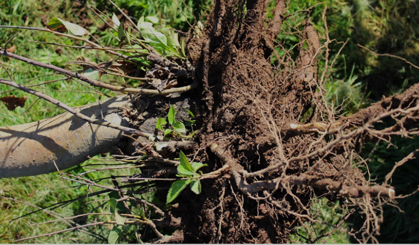 Apple Tree Cotton Root Rot Prevention