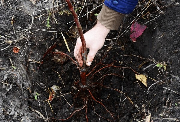 Fertilize Apple Trees