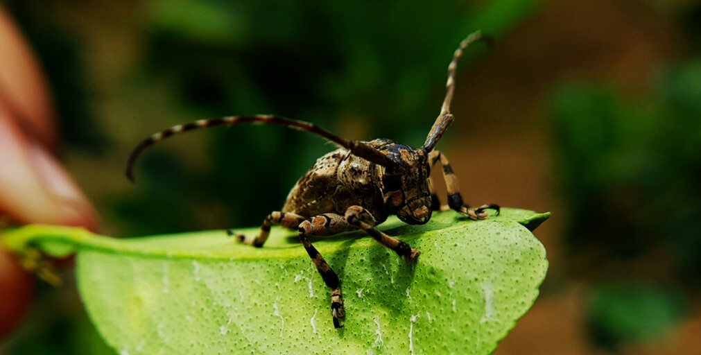 Identifying Common Tree Pests & Diseases: Tree Disease İdentification Guide