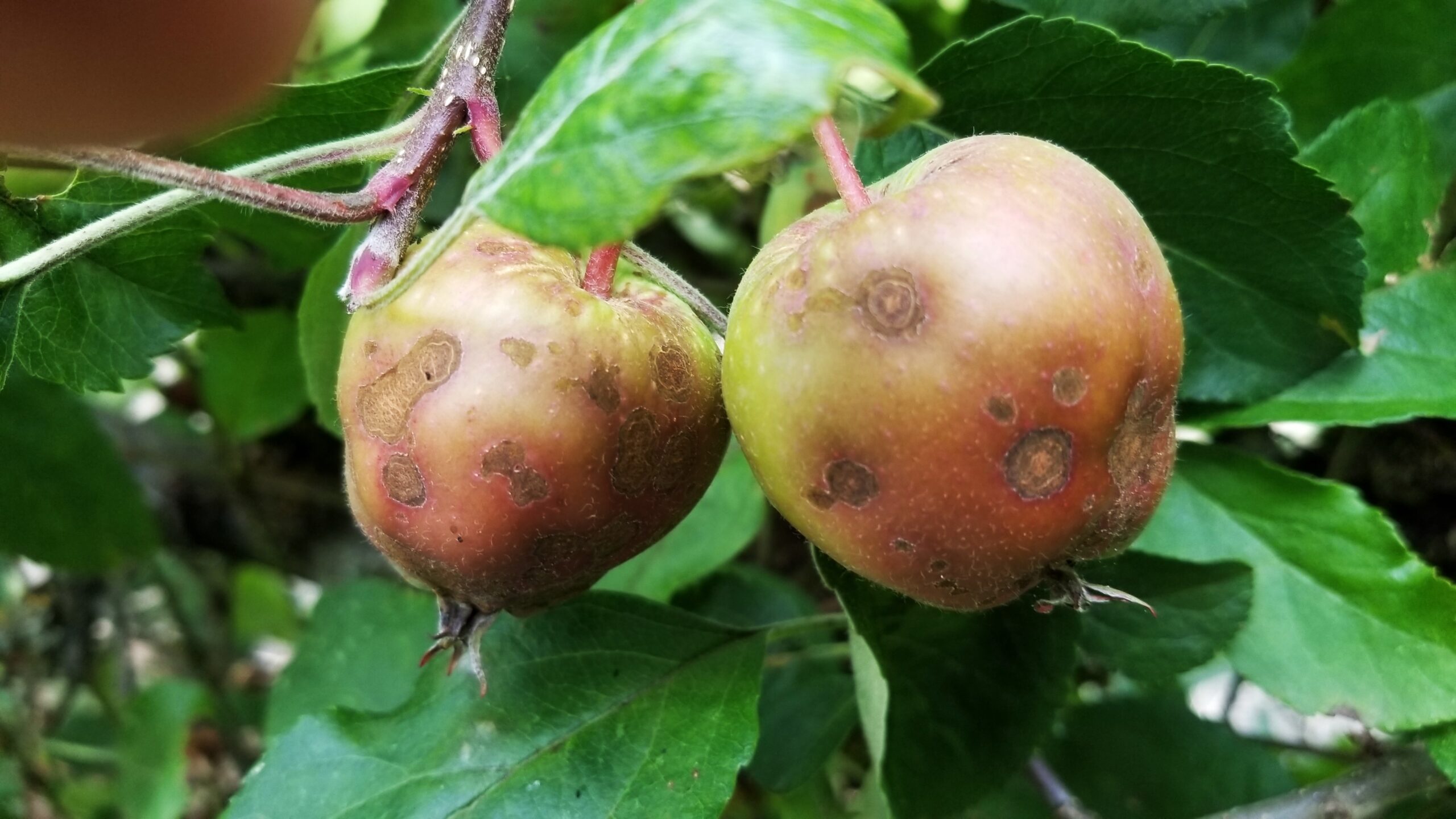 Apple Fungus Spot Guide