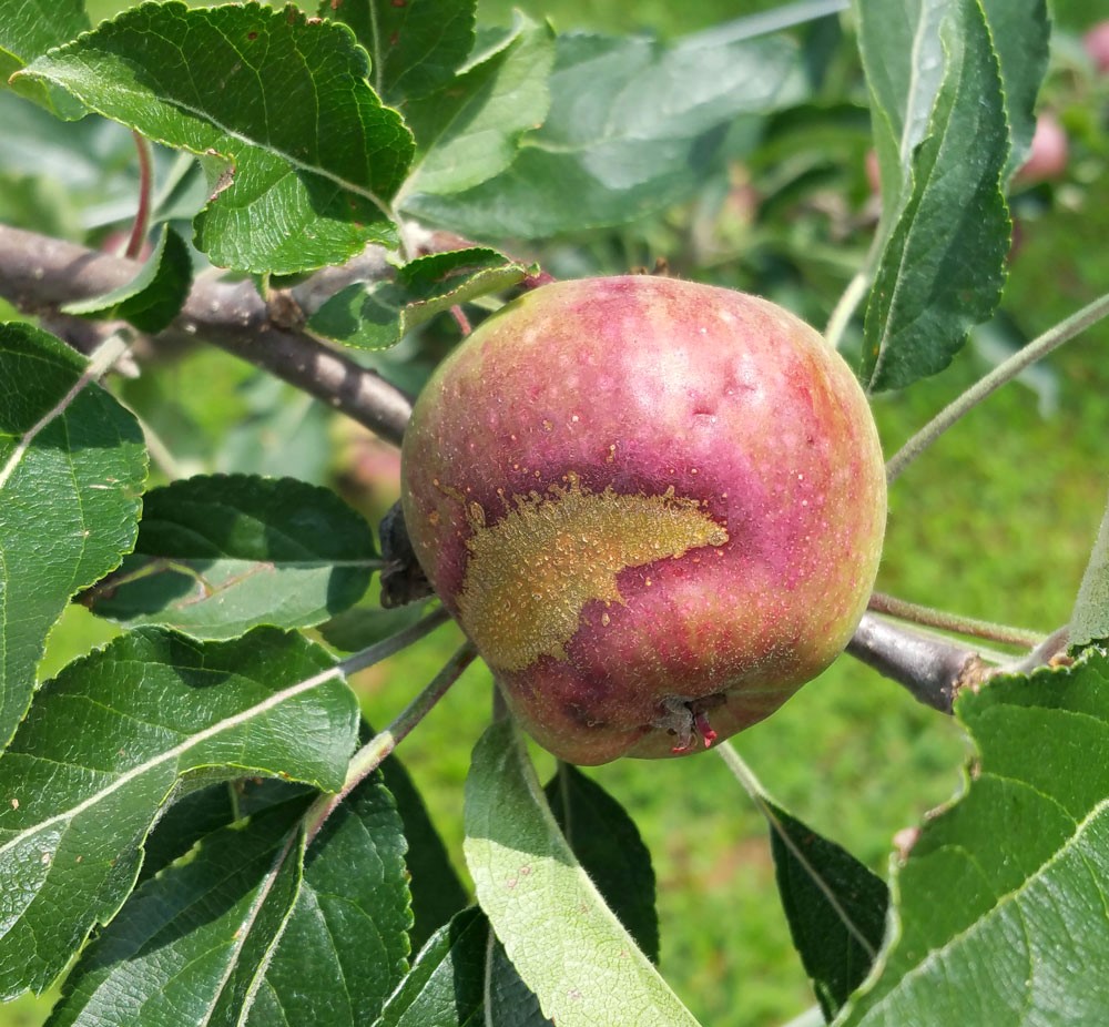 What Do Brown Spots On Apples Mean