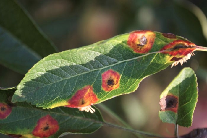 How Does Cedar Apple Rust Affect Apples?