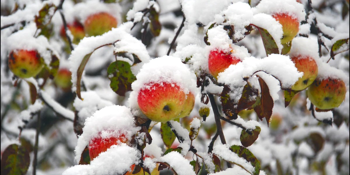 How Cold is Too Cold For Apples?