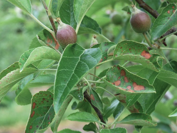 How Does Cedar Apple Rust Affect Apples