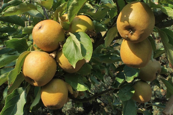 Uses For Ashmead’s Kernel Apples