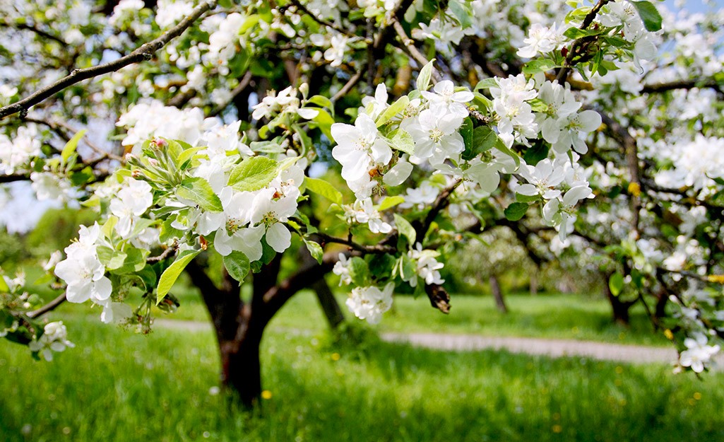 Learn About Apples That Pollinate Themselves
