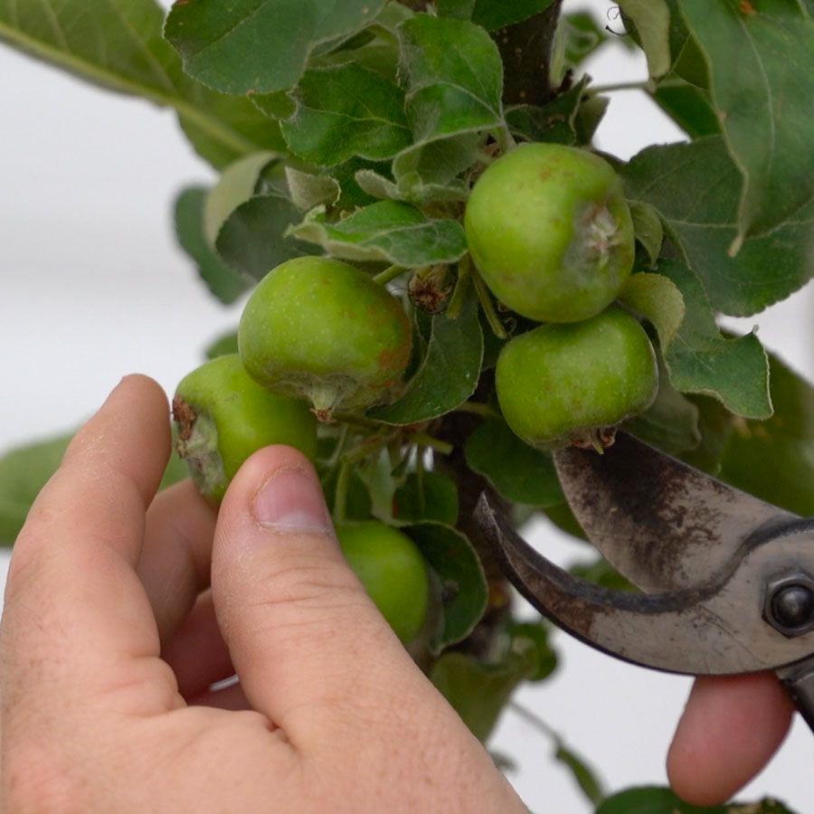 when Should I Thin Out Apples?