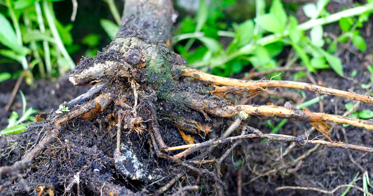 Reasons For Root Rot In Apple Trees