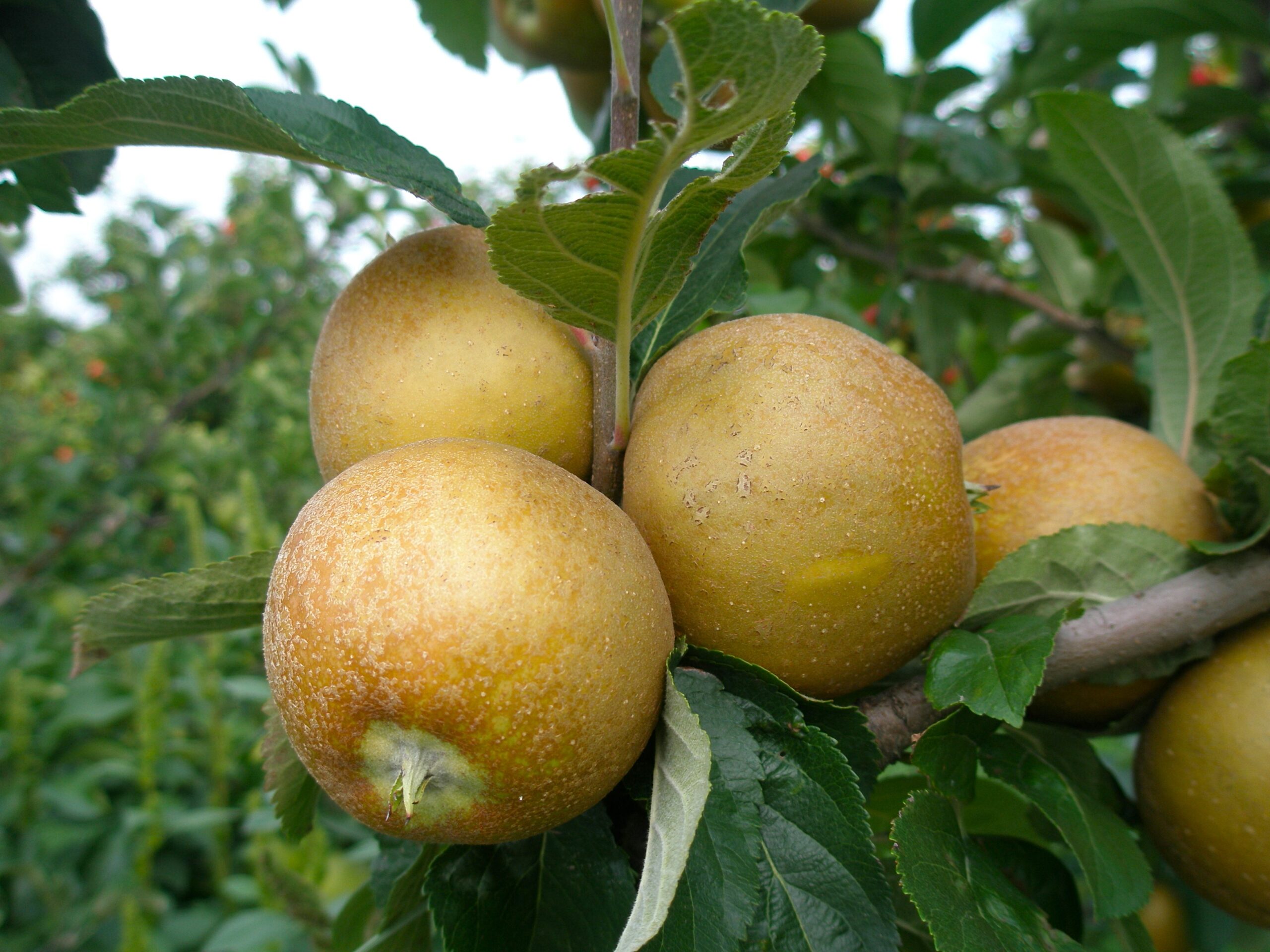 Uses For Ashmead’s Kernel Apples
