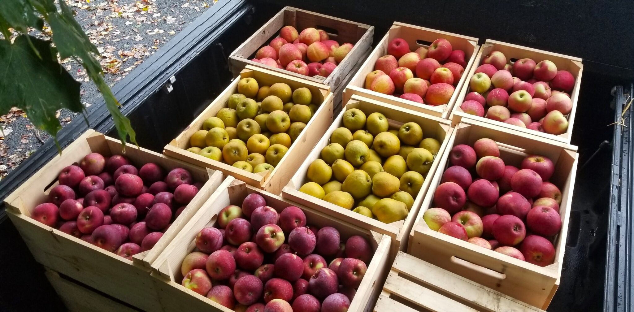 What Apples are Late Apples?