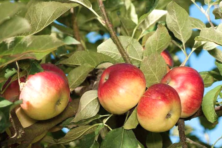 What Are Akane Apples?