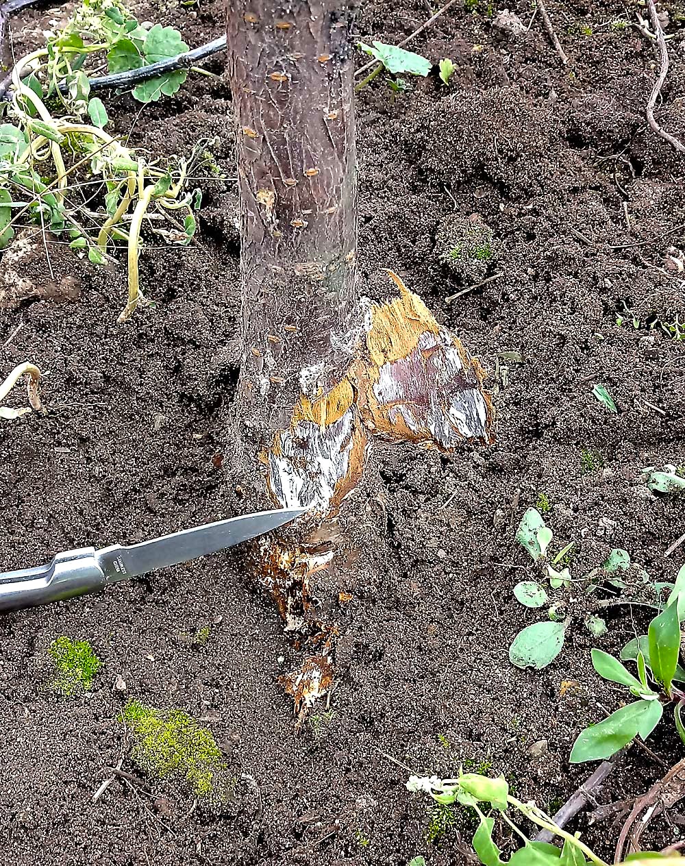 Causes Of Armillaria Root Rot Of Apple Trees